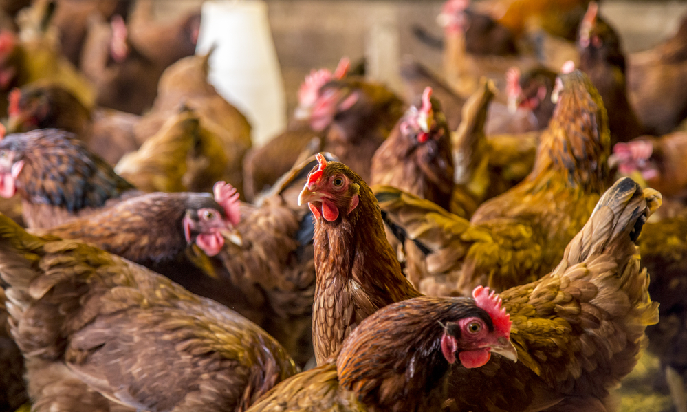 Poultry Nutrition | Rossari Biotech Limited